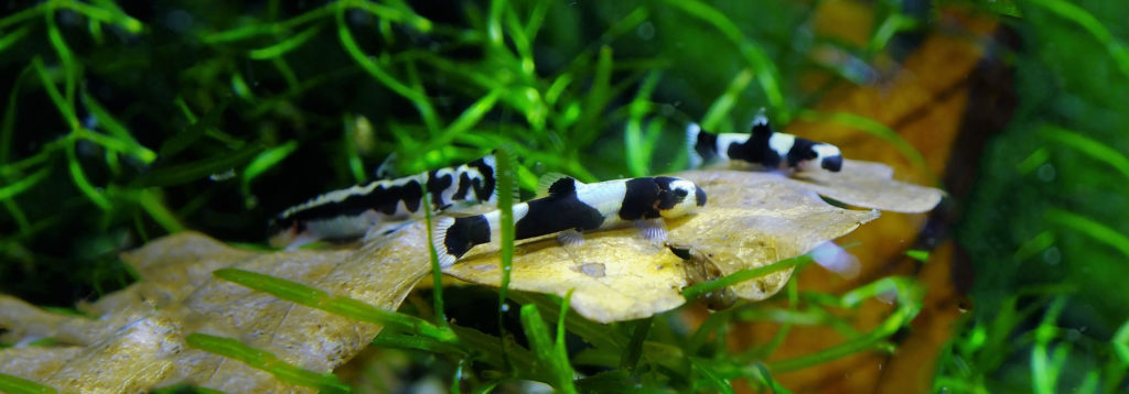 Panda Goby - Yaoshania Pachychilus - Aquascapen.nl