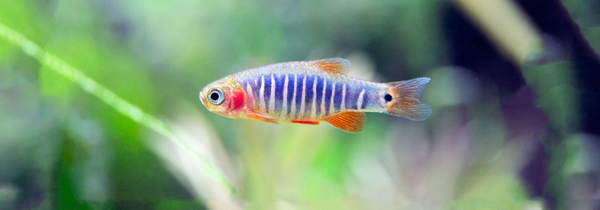 Emerald Rasbora - Microrasbora Erythromicron - Aquascapen.nl